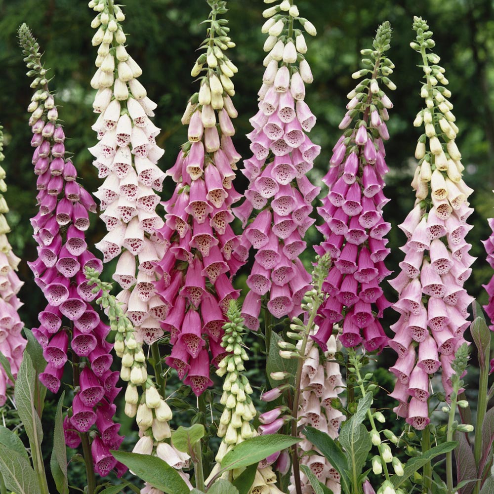 List 96 Pictures Pictures Of Foxglove Flowers Stunning List 96 Pictures Pictures Of Foxglove Flowers Stunning