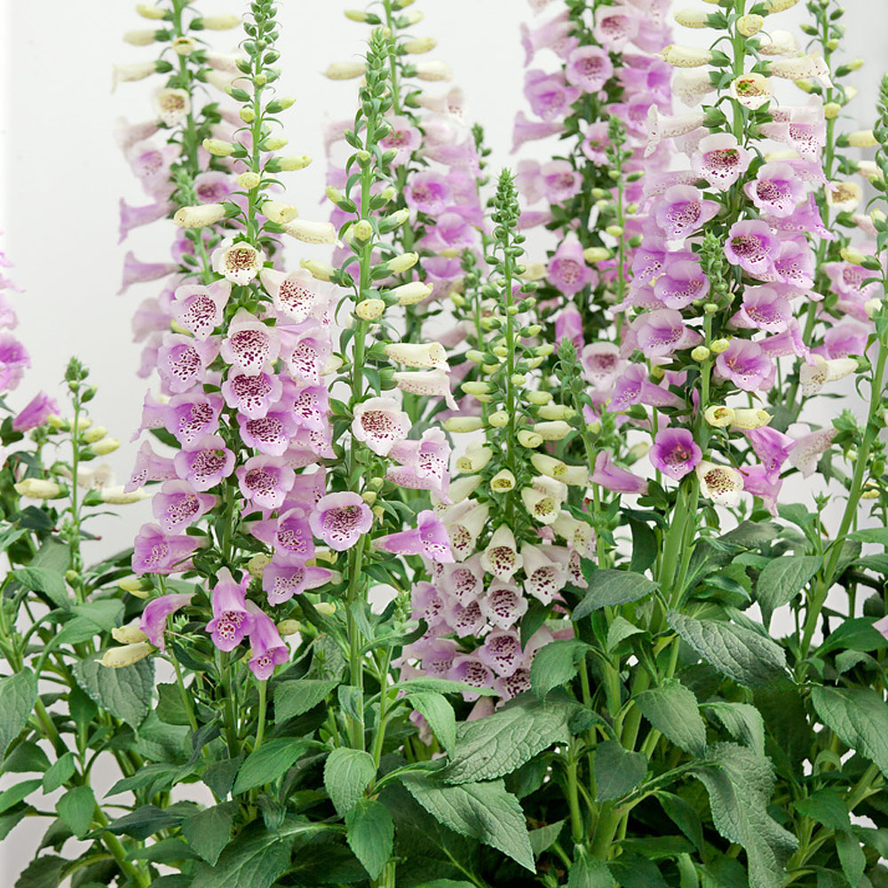 Biennial Digitalis Purpurea Foxglove Camelot Lavender Flower Seeds