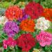 Geranium Flower Seed Mix For Planting | Annual Geranium Color Mix