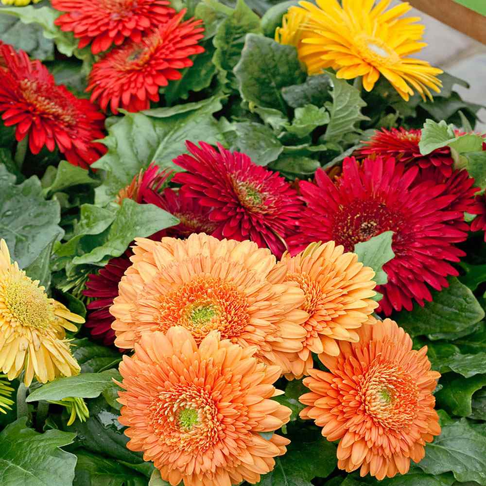 Gerbera Autumn Colors Flower Seed Mix
