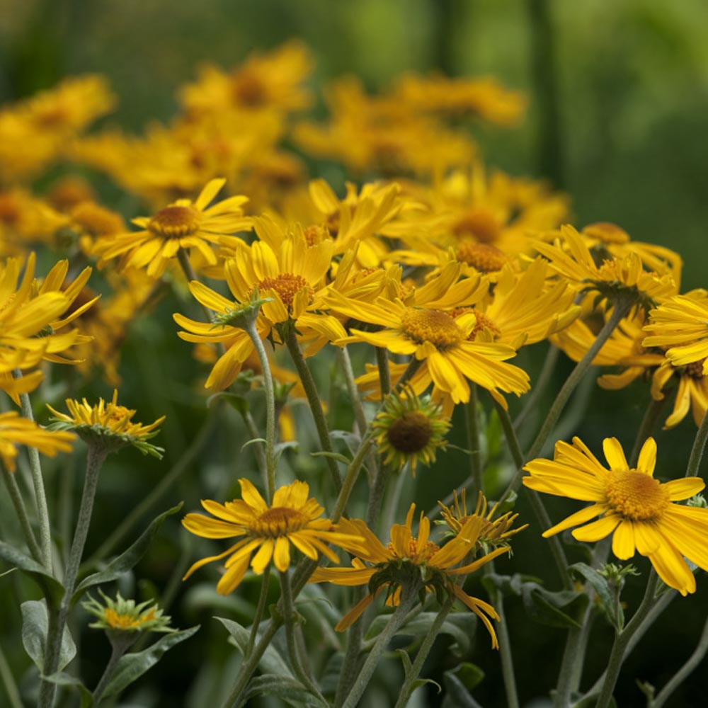 Helenium Seed - Helenium Hoopesii Orange Sneezeweed Flower Seeds