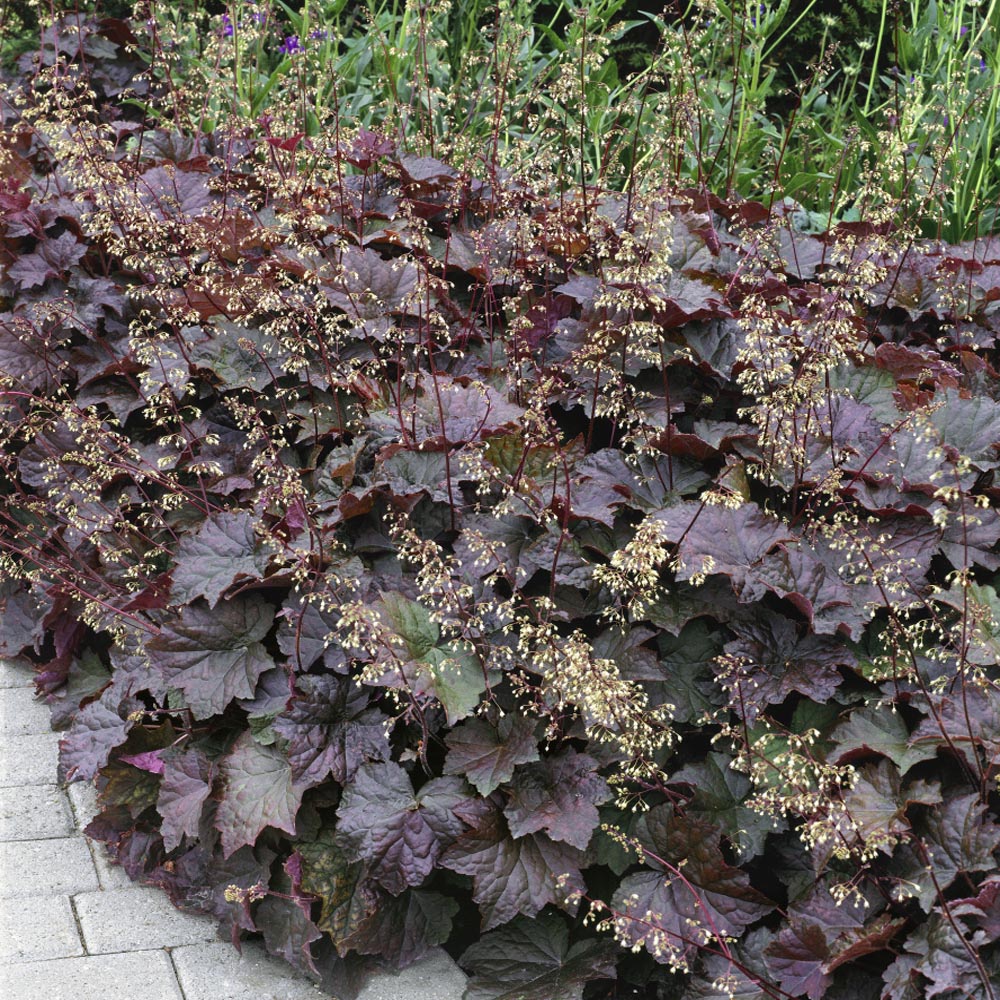Heuchera Seed - Coral Bells Palace Purple Flower Seeds