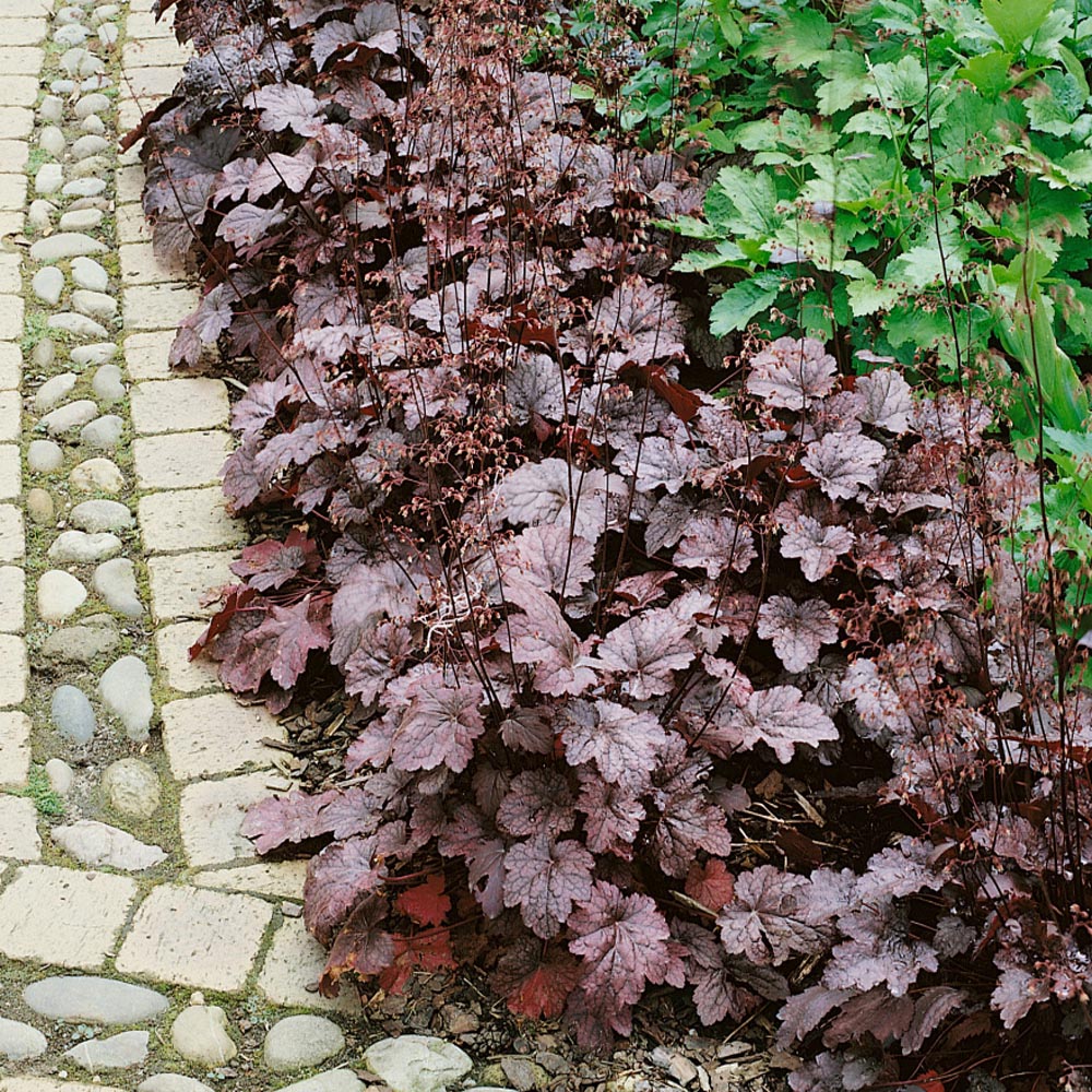 Heuchera Seed - Coral Bells Palace Purple Flower Seeds