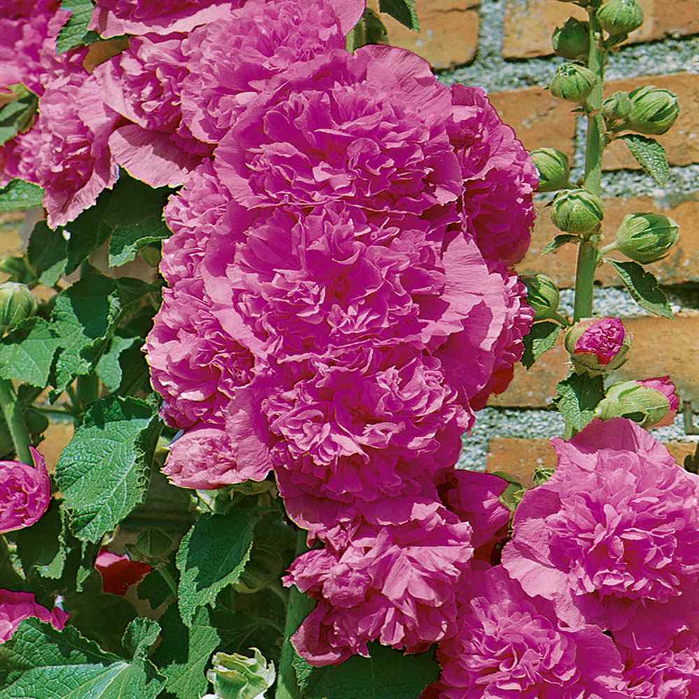 Double Hollyhock Flower