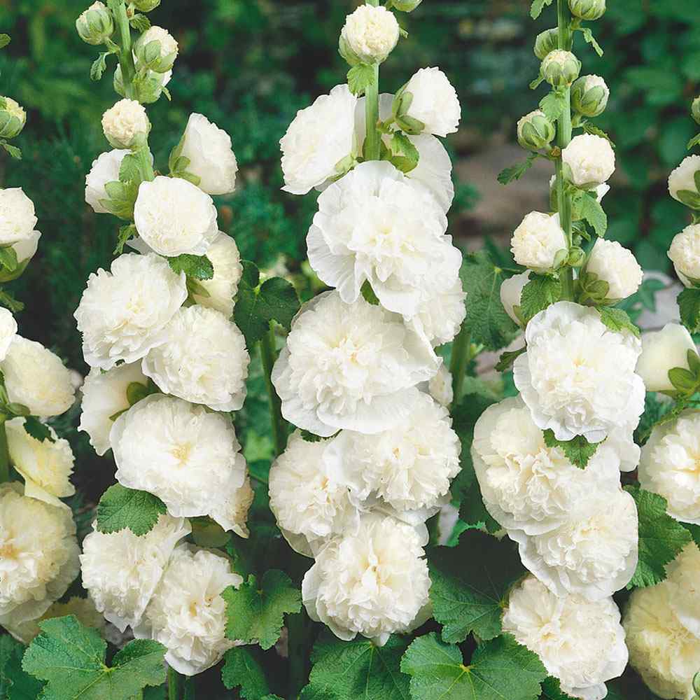 Perennial Alcea Rosea Chaters Double White Hollyhock Flower Seeds