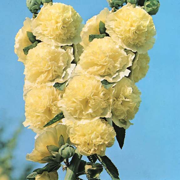 Yellow Hollyhock Flowers Hollyhock (Alcea Rosea Yellow) 50 Seeds