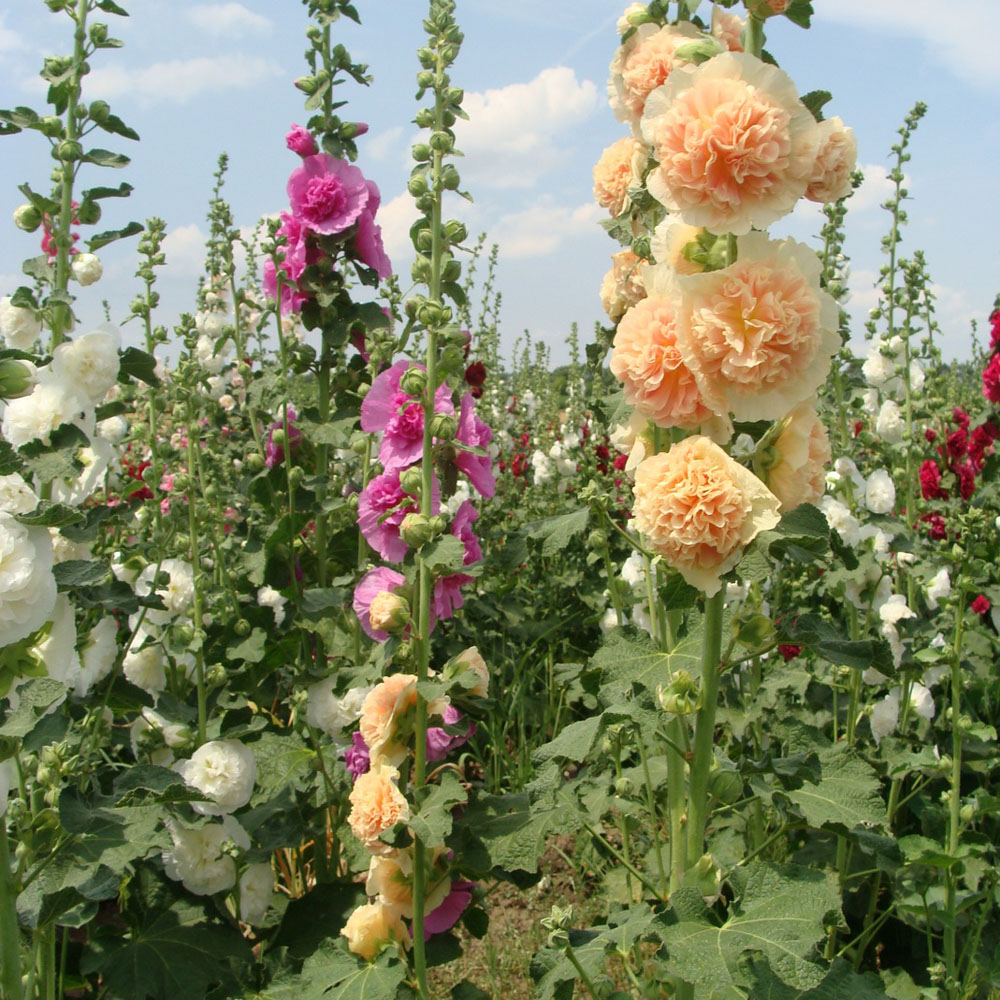 Alcea Rosea Hollyhock Double Flower Seed Mix