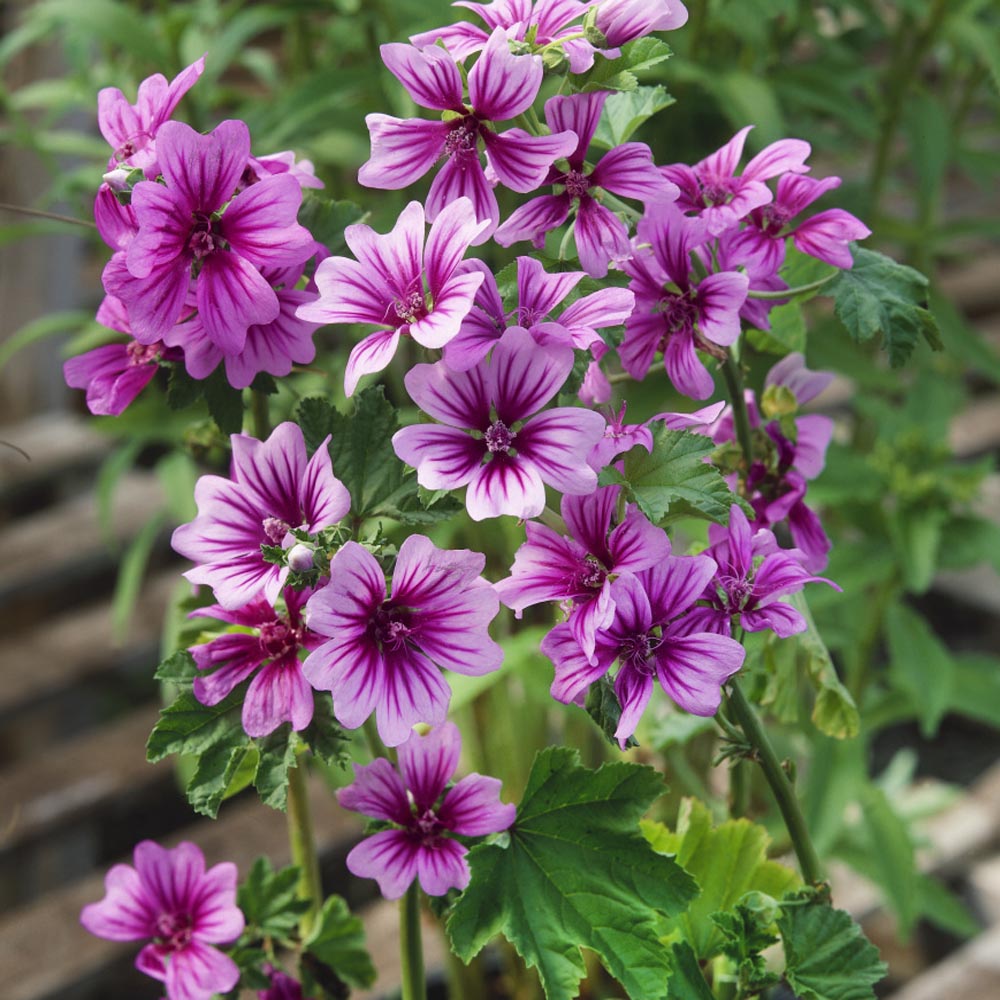 Hollyhock Seeds - Malva Sylvestris Zebrina Flower Seed