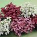 Hypoestes Splash Seeds Mix For Planting - Polka Dot Plant