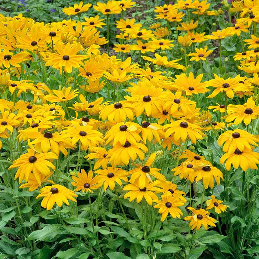 Rudbeckia Hirta Seed - Gloriosa Daisy Indian Summer Flower Seeds