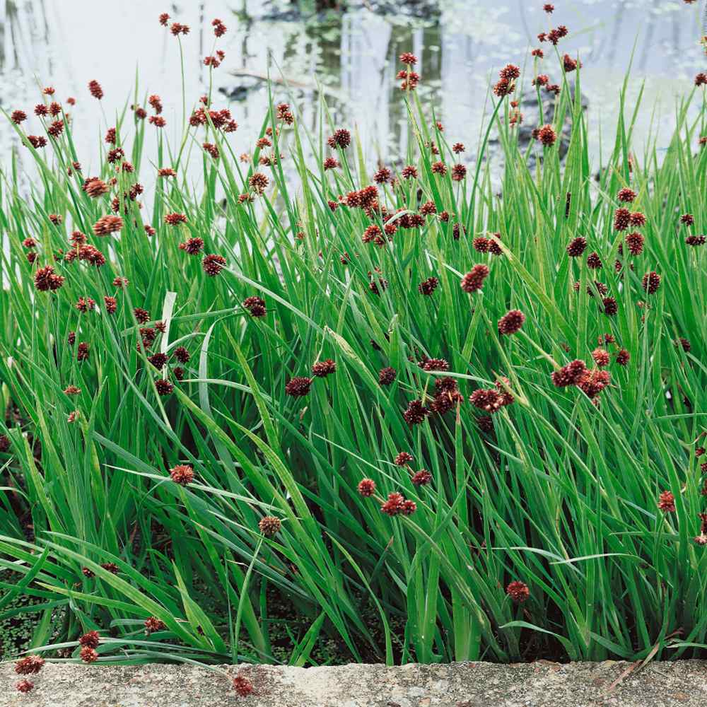 Juncus Grass