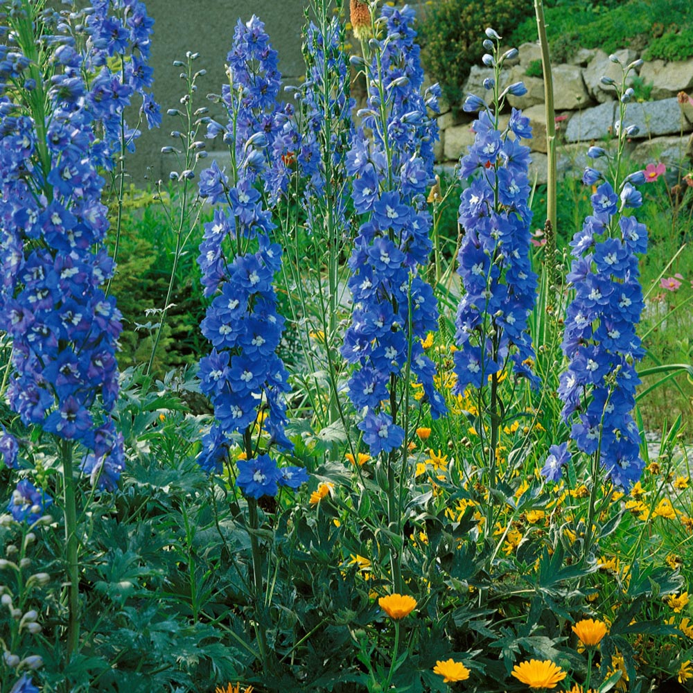 Royal Violet Delphinium Seed For Planting - Cultorum King Arthur Flower Seeds