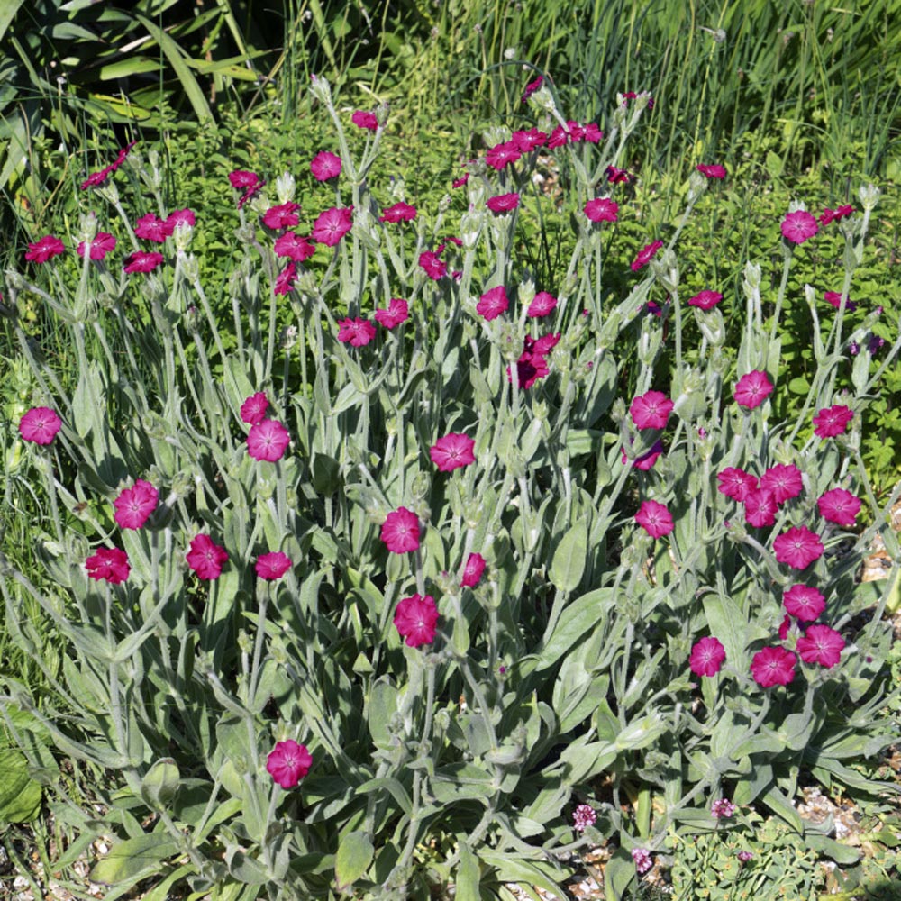 Lychnis Seed - Lychnis Coronaria Rose Campion Flower Seeds