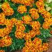 Tagetes Patula Durango Bee French Marigold Flower Seeds