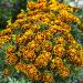 Tagetes Patula Durango Bee French Marigold Flower Seeds