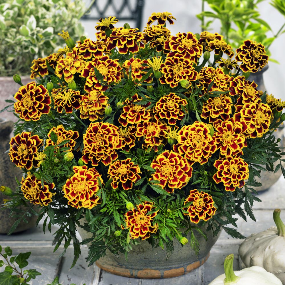 Tagetes Patula Durango Bee French Marigold Flower Seeds