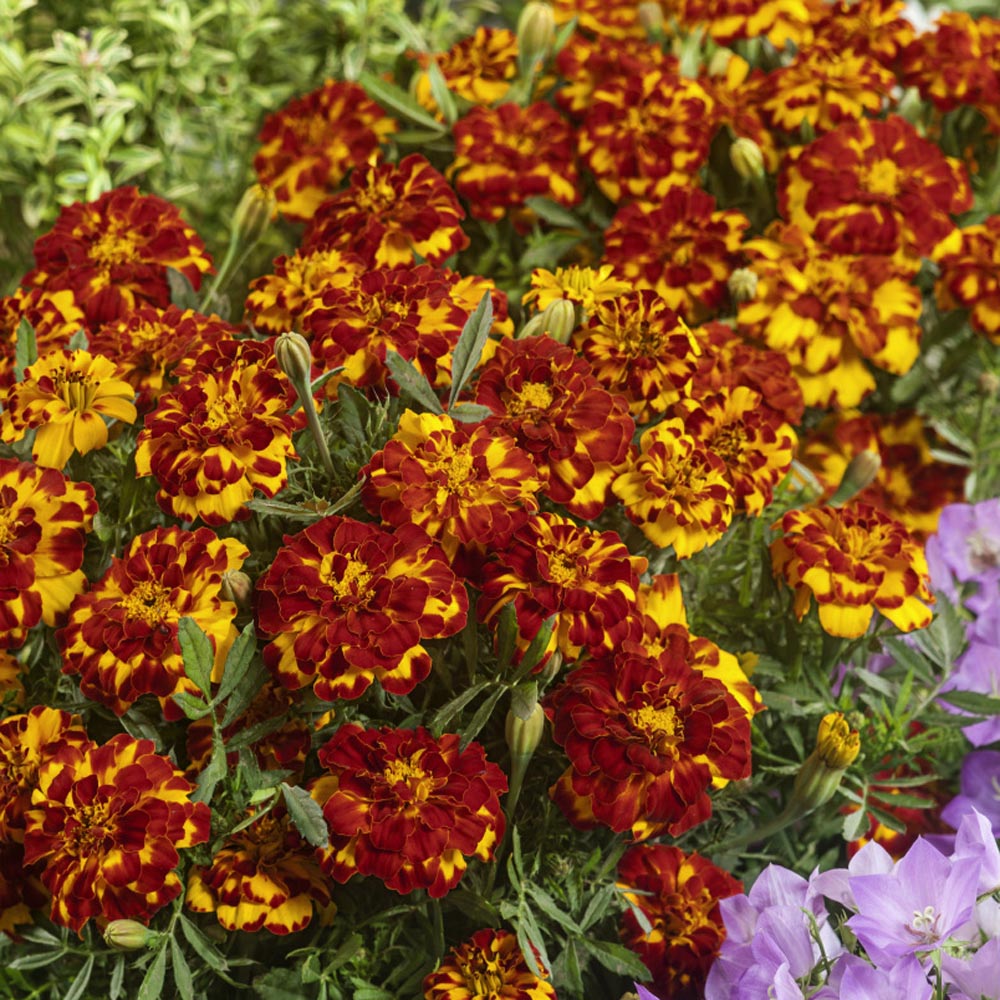 French Marigold Tagetes Patula Durango Bolero Flower Seeds