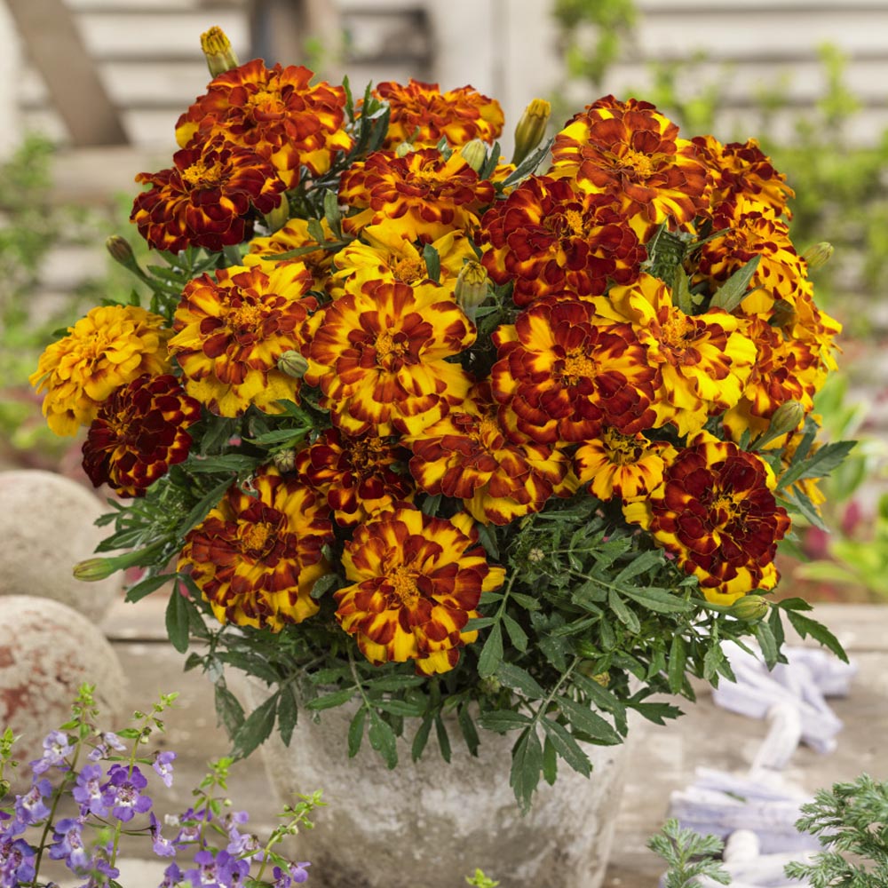 French Marigold Tagetes Patula Durango Bolero Flower Seeds