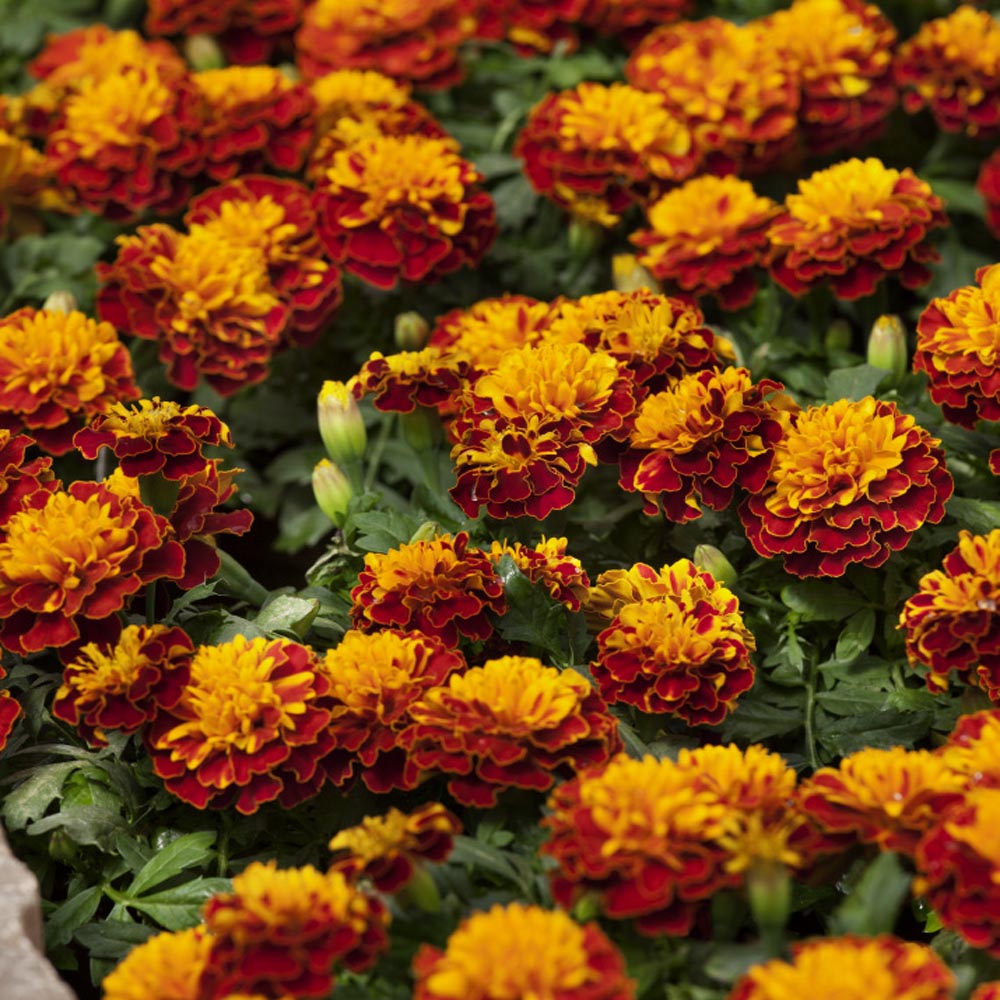 French Marigold Tagetes Patula Hot Pak Harmony Marigold Seeds