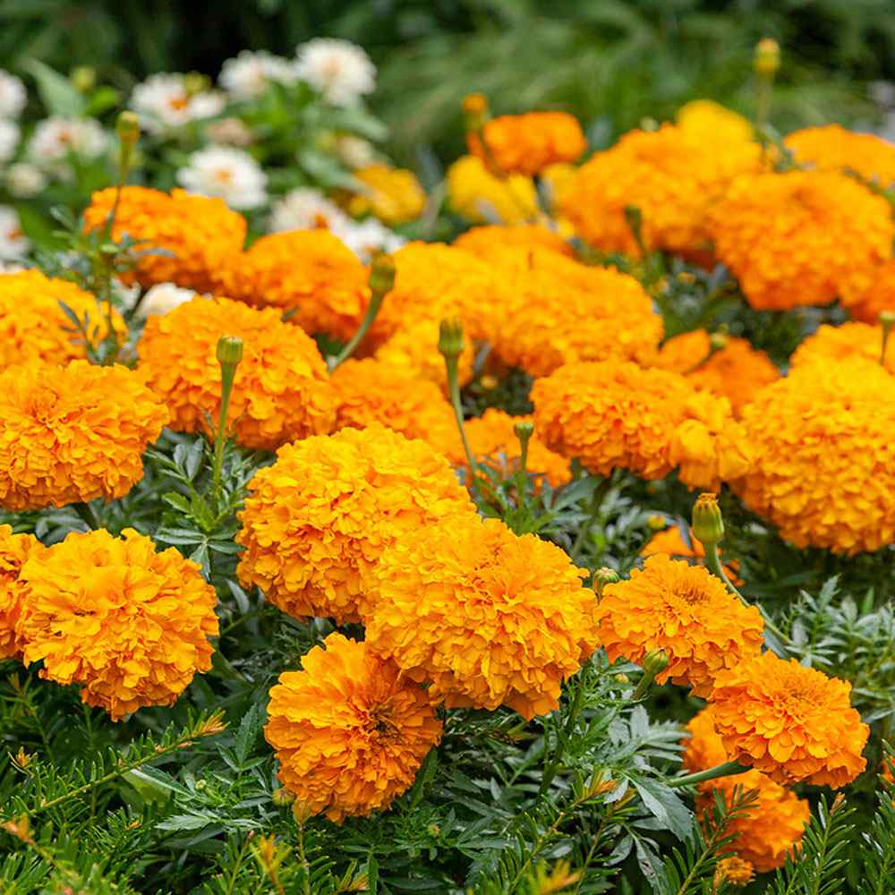 Orange Marigold Flower