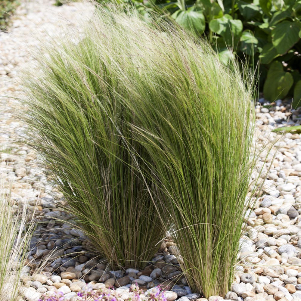 Stipa Tenuissima Mexican Feather Drought Tolerant 40 Off