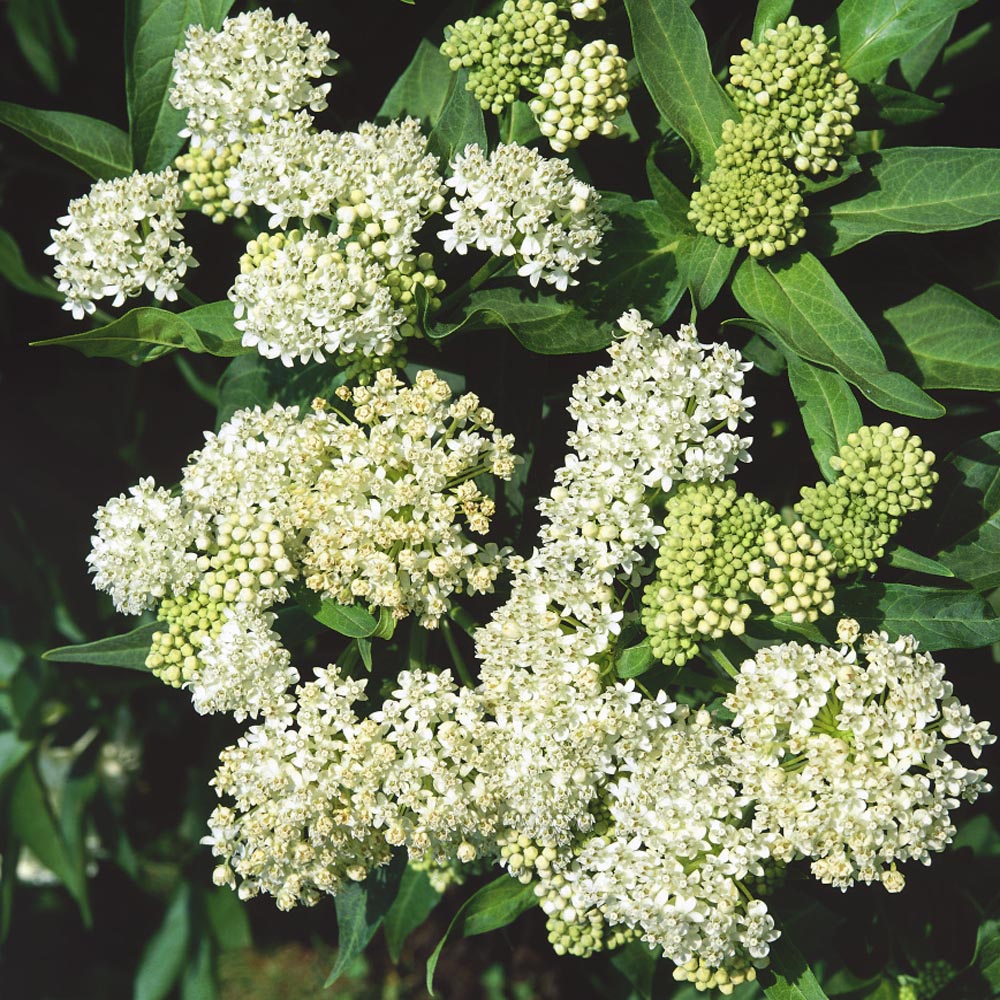 Swamp Milkweed Seed - Asclepias Incarnata White Flower Seeds