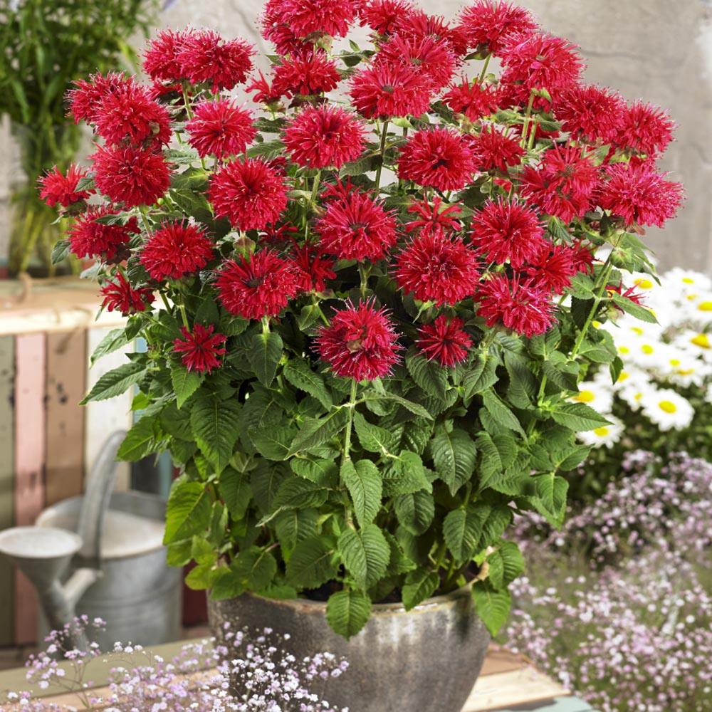 Monarda Flower Seeds - Scarlet Bee Balm Seed