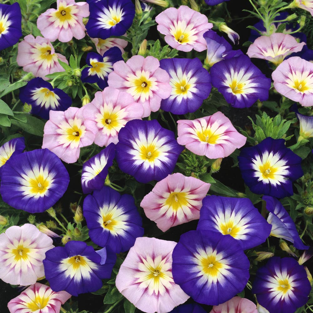 Dwarf Morning Glory Seeds - Convolvulus Ensign Mix Flower Seed