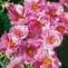 Drought Tolerant Peppermint Moss Rose Ground Cover Plant Seeds