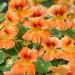 Tropaeolum majus Alaska Apricot Nasturtium Vine & Flower Seeds