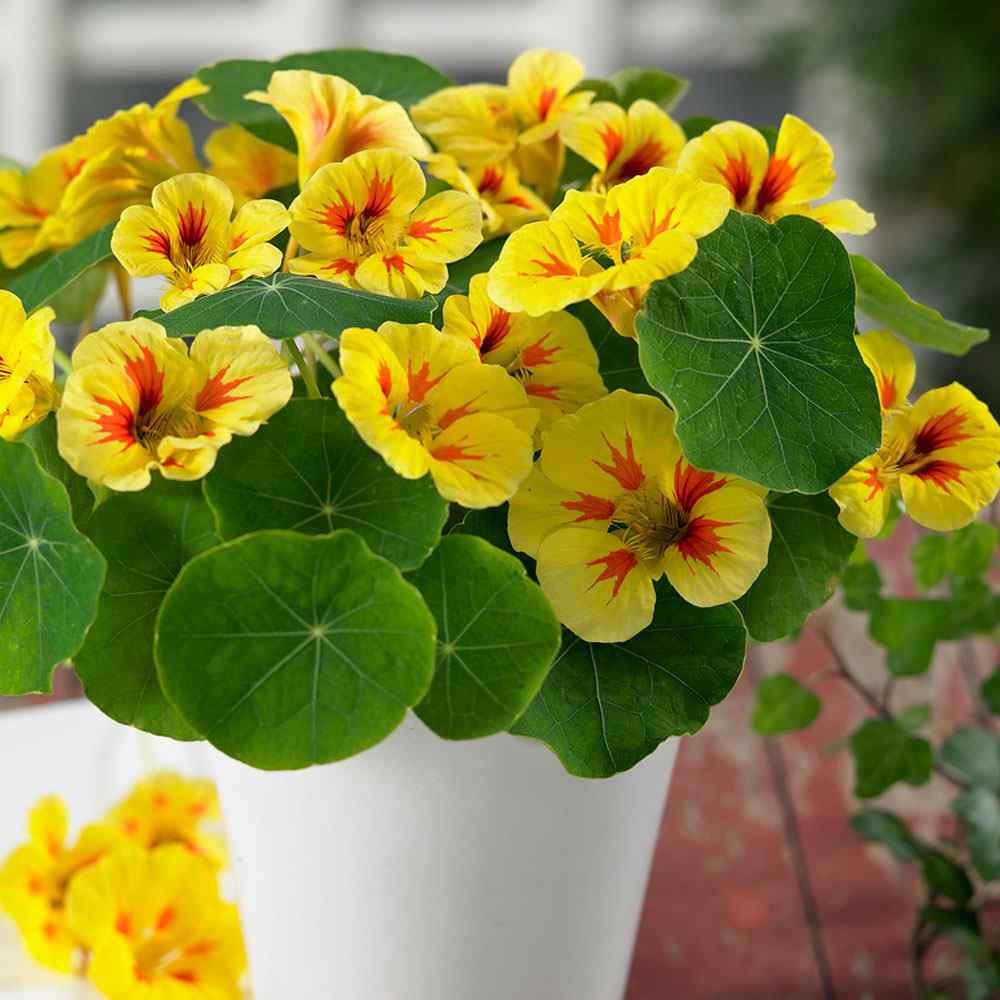 Tropaeolum Nasturtium Peach Melba Vining Flower Seeds