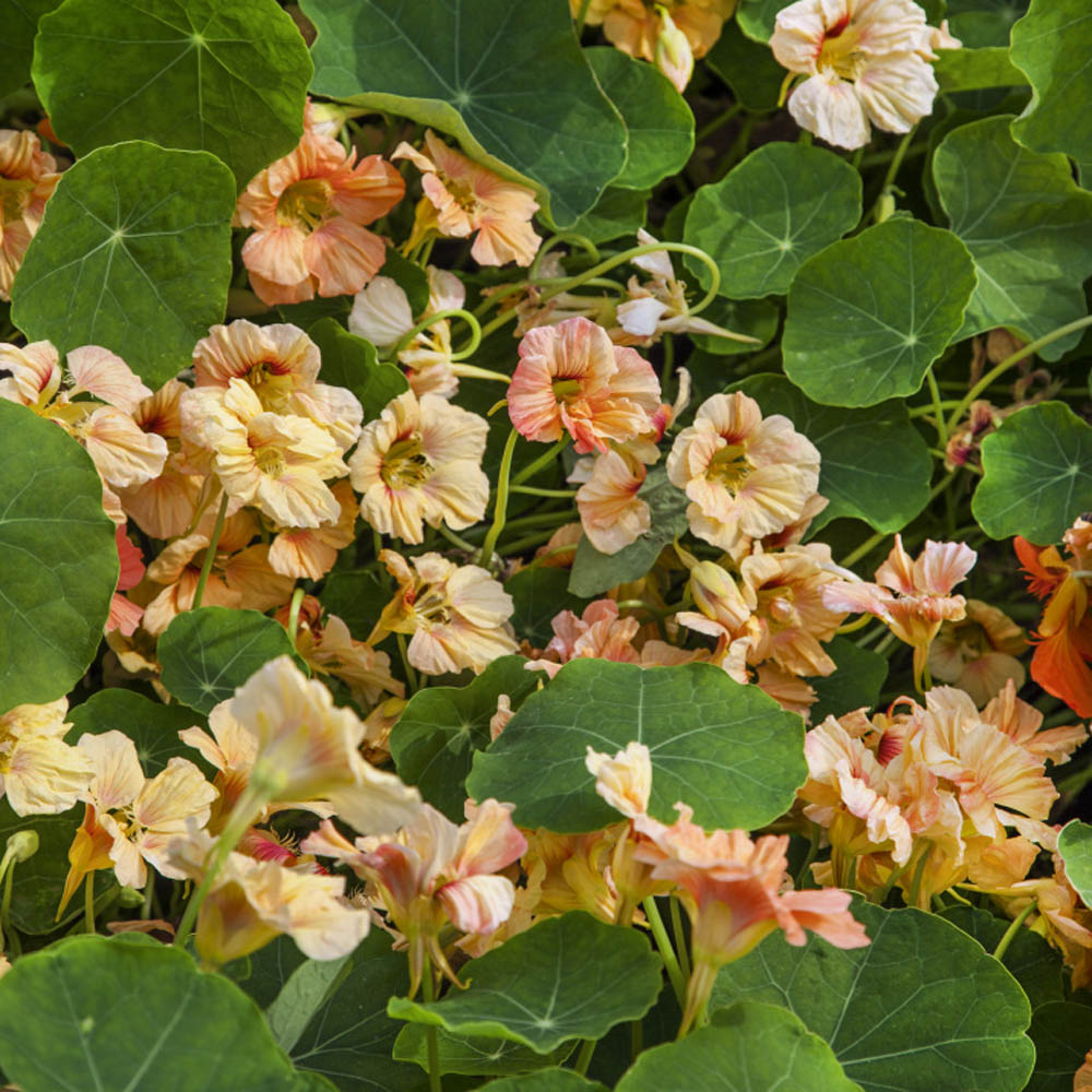 Nasturtium Seed - Tropaeolum Majus Flower Seeds