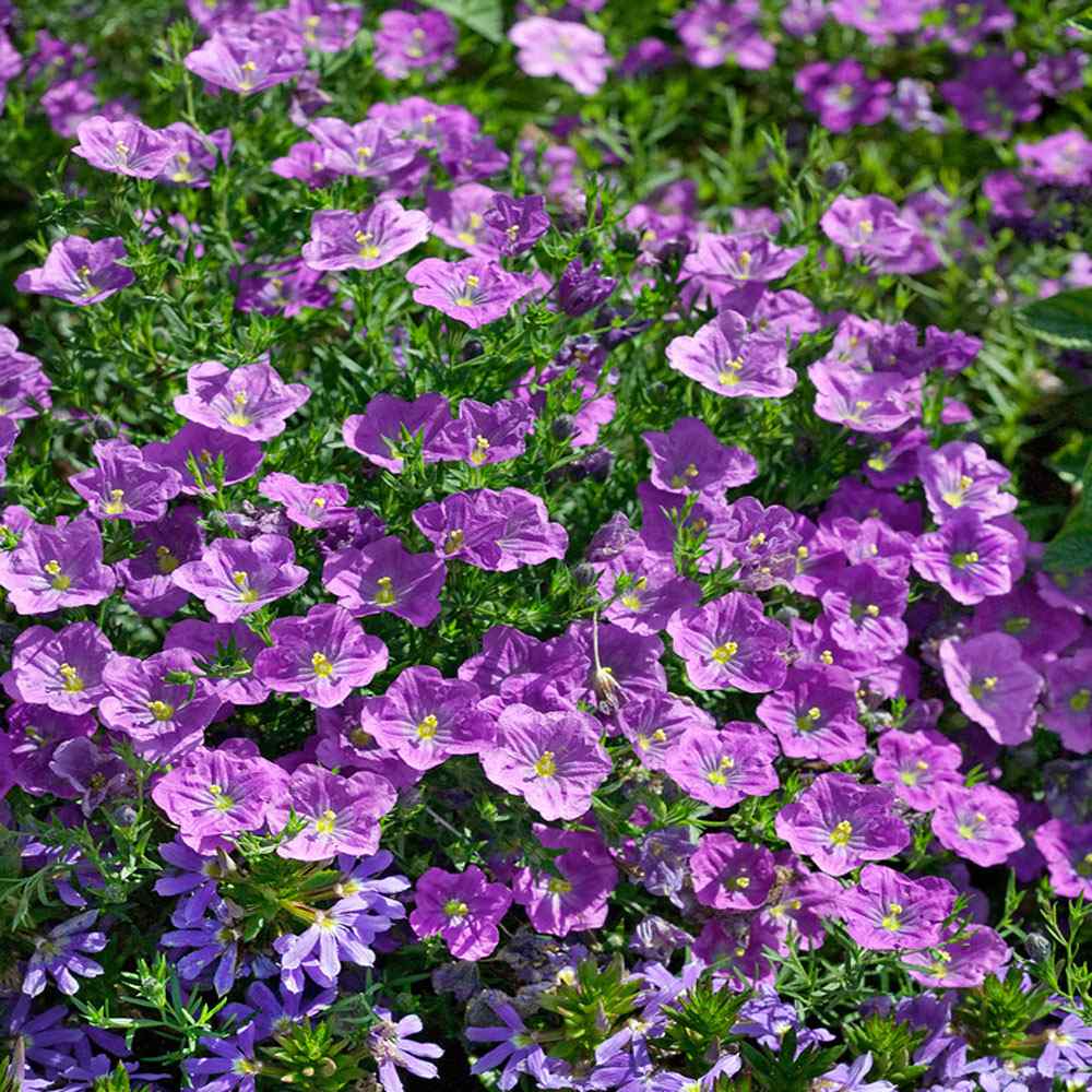 Nierembergia Seeds - Purple Robe Cup Flower Ground Cover Seed