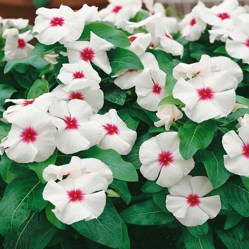 Periwinkle Seeds - Vinca Rosea Bright Eyes Ground Cover Seed