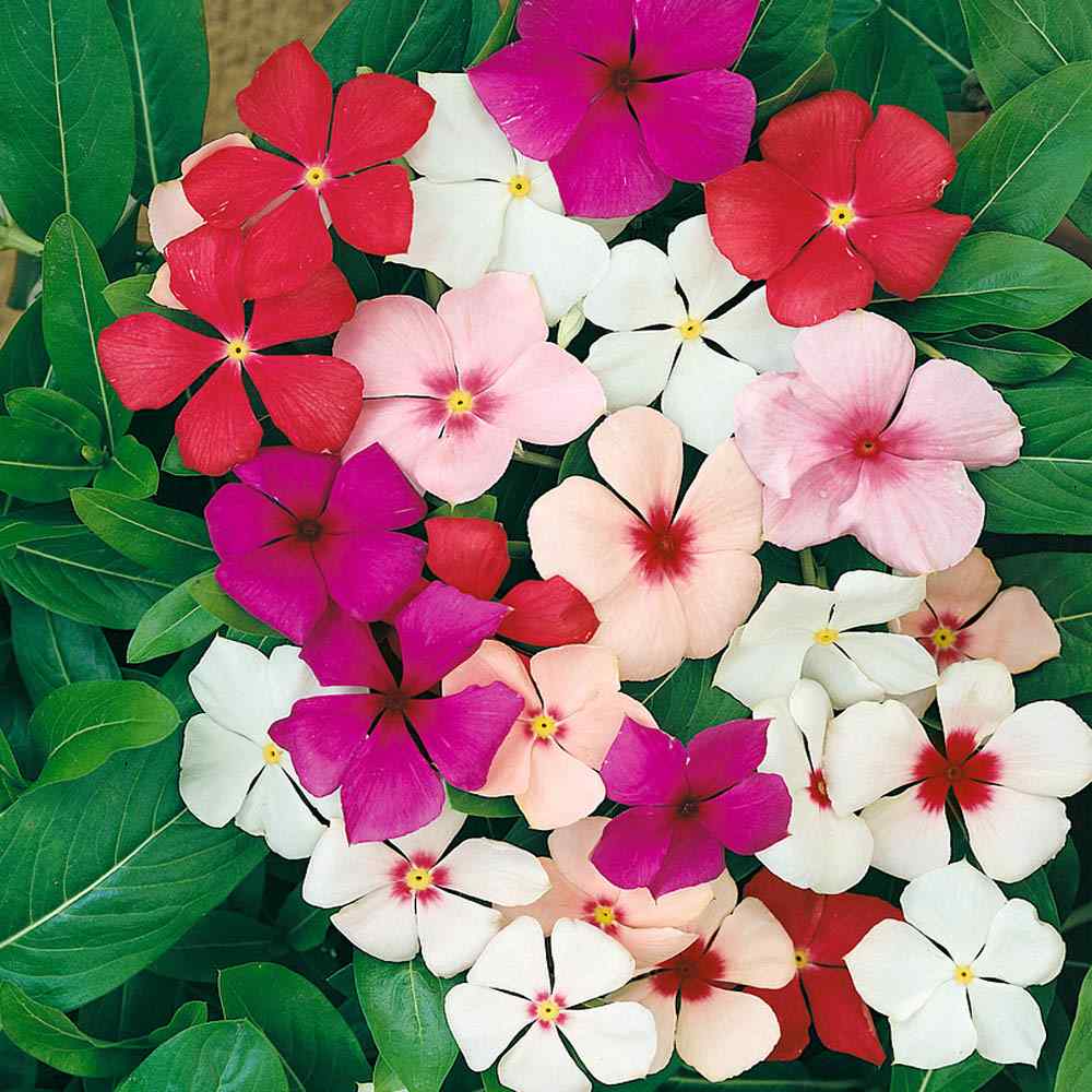 Vinca Rosea Red Vinca Rosea Red