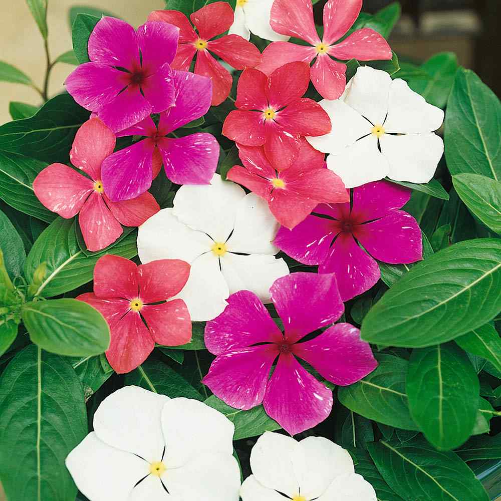 Vinca Flower