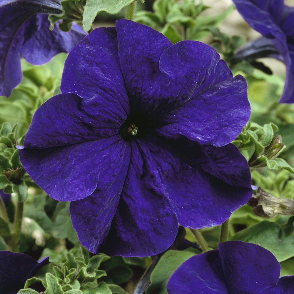 Petunia Grandiflora Seeds - Blue Petunia Flower Seed