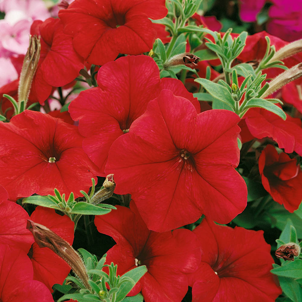 Petunia Multiflora Seeds - Red Petunia Flower Seed