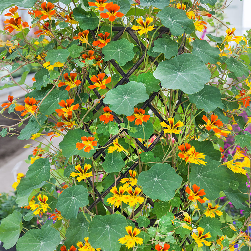 Nasturtium Tropaeolum Majus Phoenix Vine Seed Flower Mix