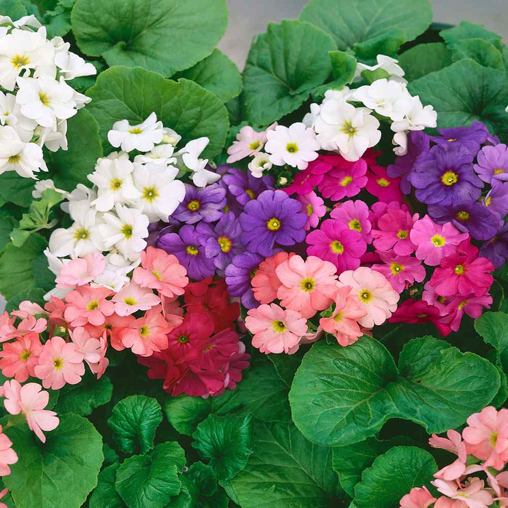 German Primrose