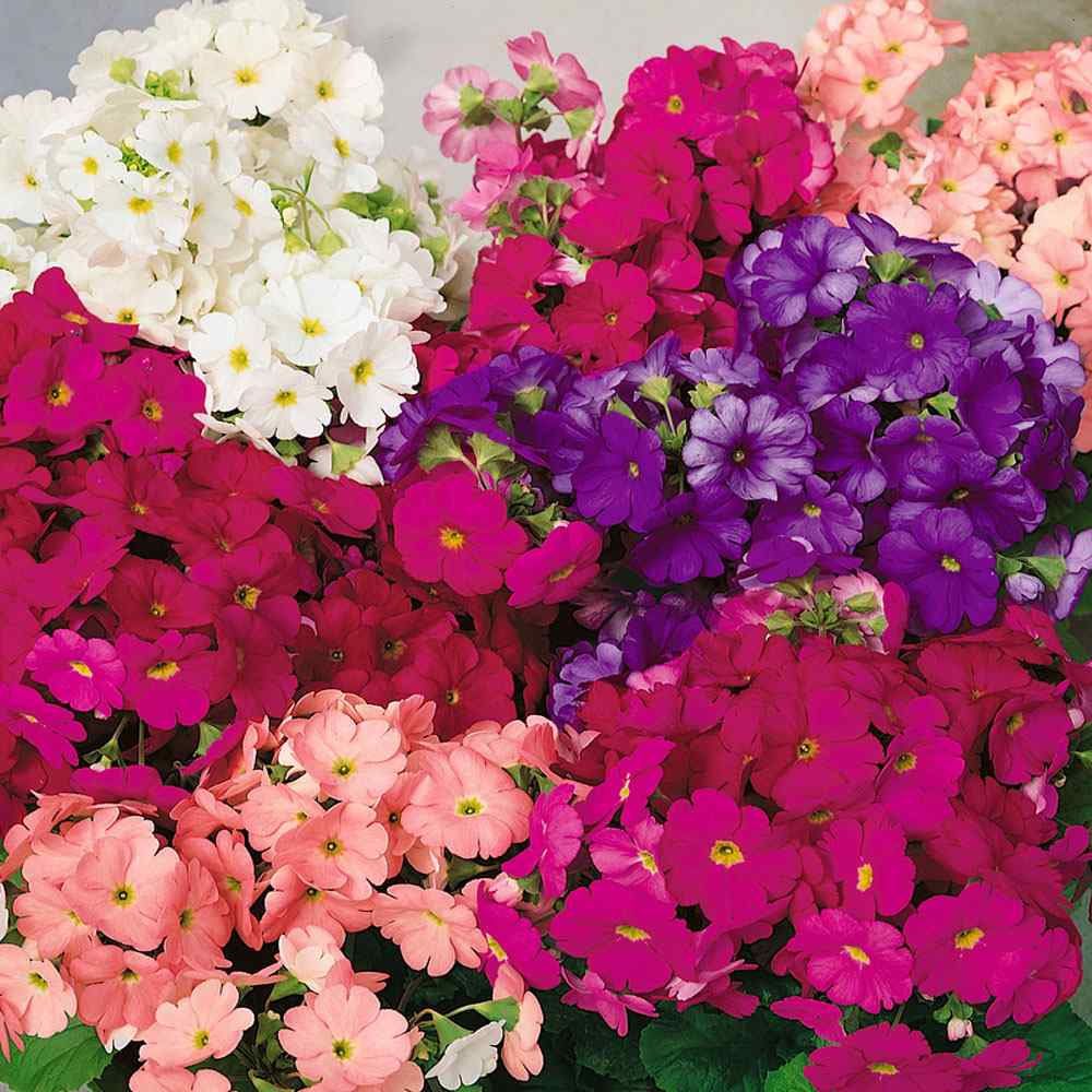 German Primrose Primula Obconica Libre Flower Seed Mix