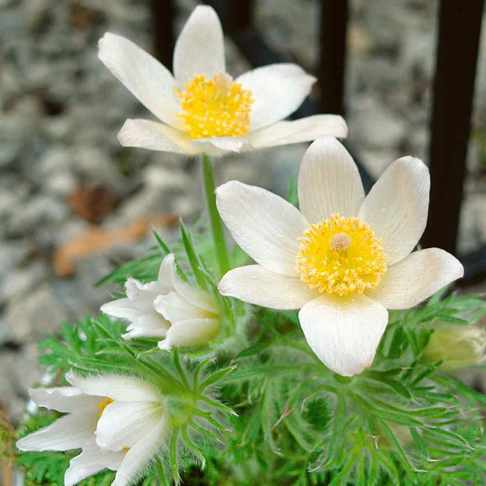 Anemone Seed - White Pasque Flower Seeds