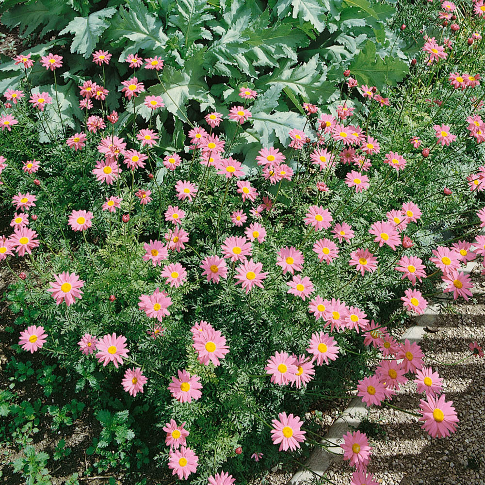 Chrysanthemum Seeds - Rose Painted Daisy Flower Seeds