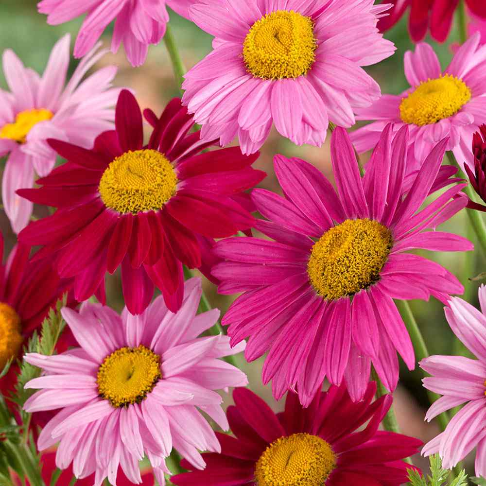 Chrysanthemum Seeds - Pyrethrum Coccineum Robinson's Mix Flower Seed
