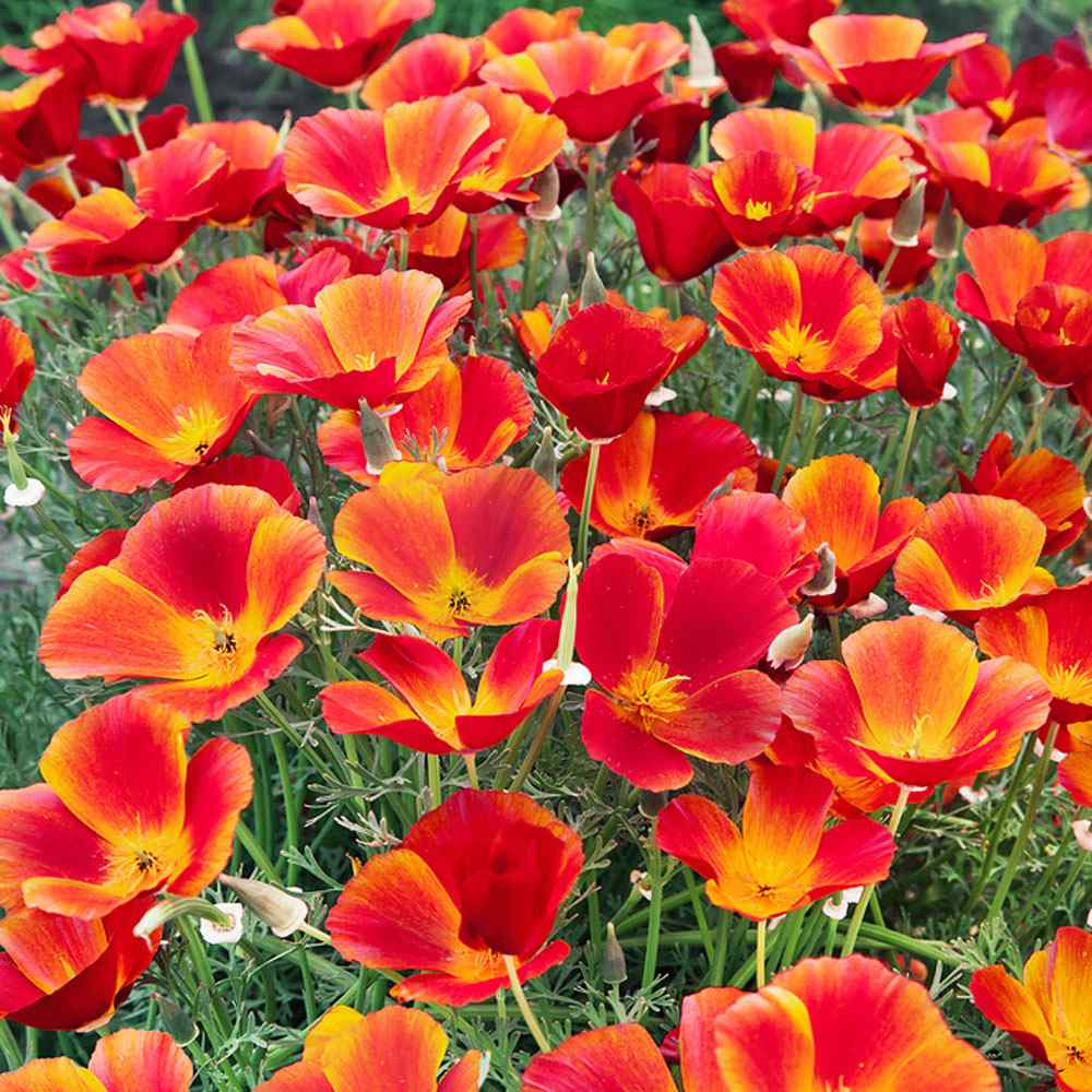 Red California Poppy Flower Seed For Planting | Seeds For Xeriscaping