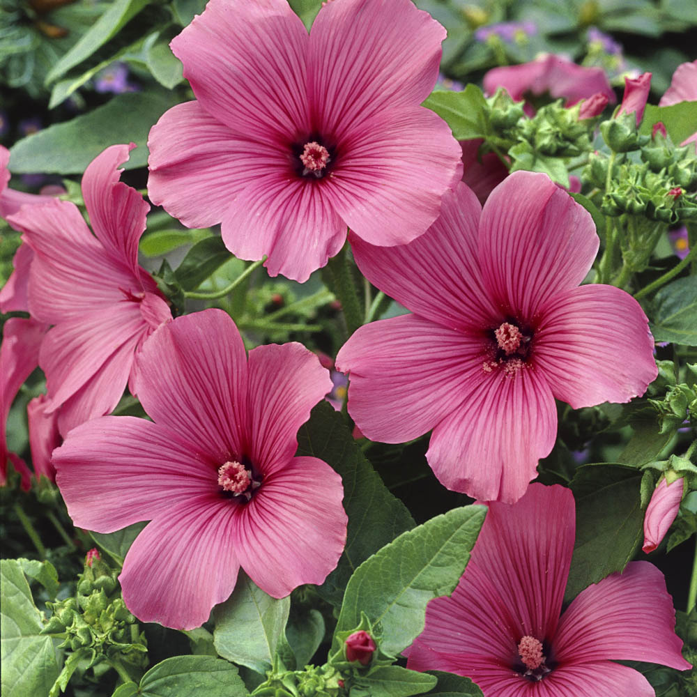 Rose Mallow Seed - Lavatera Trimestris Tanagra Flower Seeds