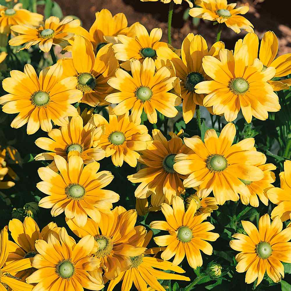 Rudbeckia Hirta Drought Resistant Green Eyes Rudbeckia Flower Seed