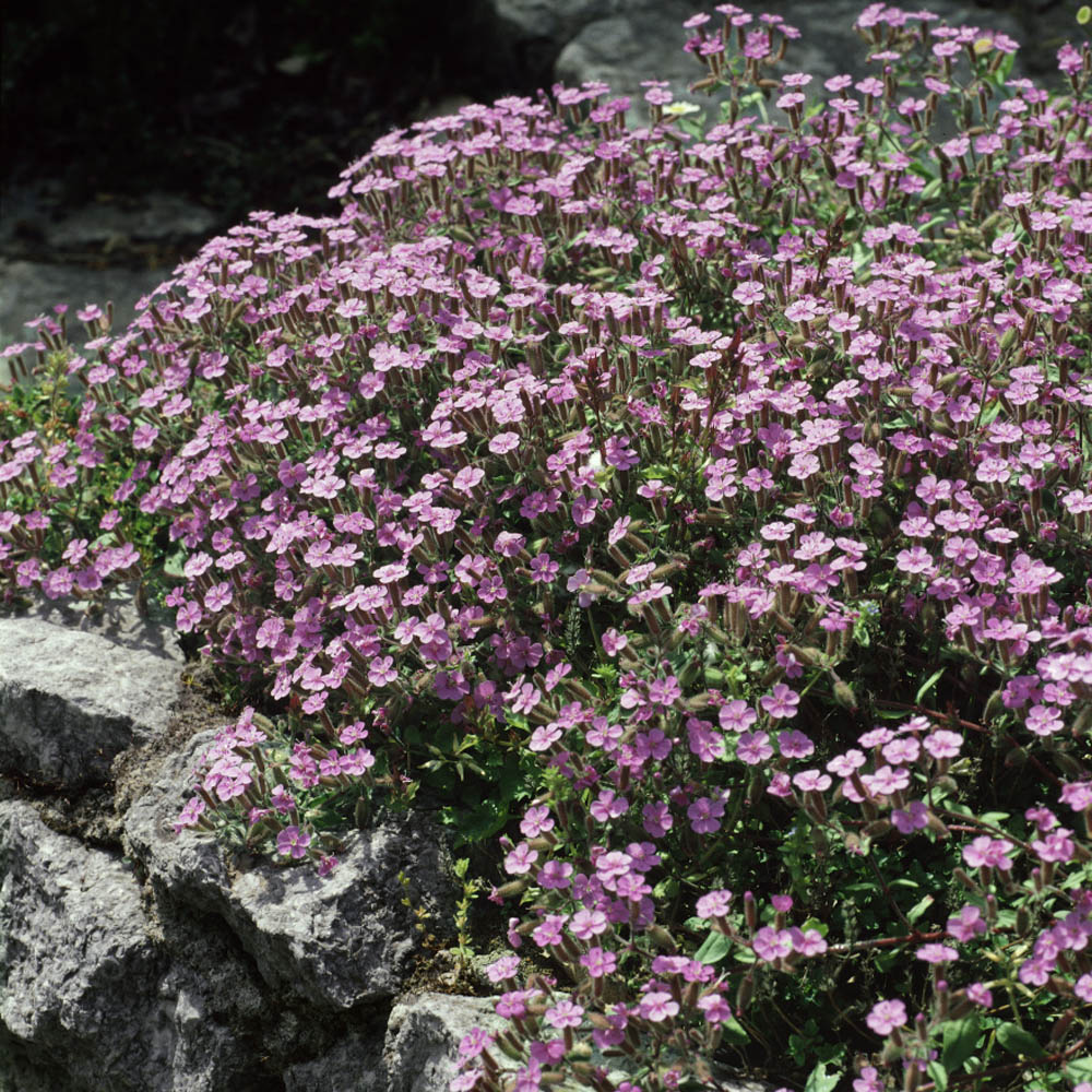 Saponaria Seeds - Rock Soapwort Flower Seed