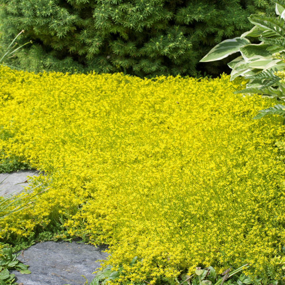 Sedum Acre Drought Tolerant Yellow Stonecrop Ground Cover Plant Seed Sedum Acre Drought Tolerant Yellow Stonecrop Ground Cover Plant Seed