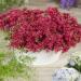 Red Sedum Seeds For Planting - Sedum Summer Stonecrop Ground Cover Seed